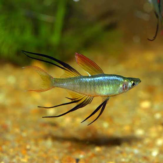 Australian Native Fish - Explore Indigenous Species - Micro Aquatic Shop