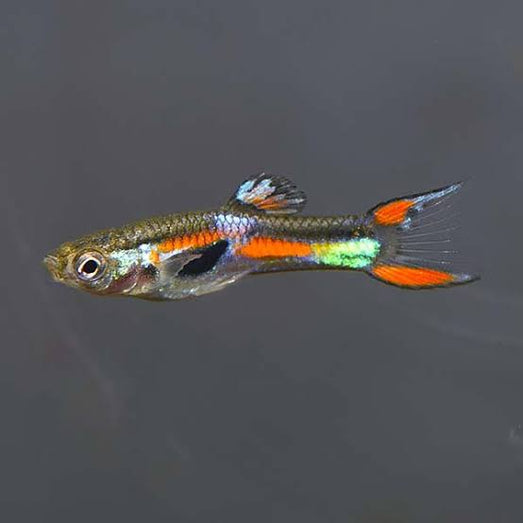 Buy Fancy & Rare Guppies | Guppy Aquarium Fish for Sale Online – Micro ...