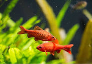 Aquatic Fish – Micro Aquatic Shop