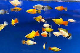 Aquatic Fish – Micro Aquatic Shop
