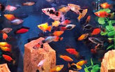 Aquatic Fish – Micro Aquatic Shop