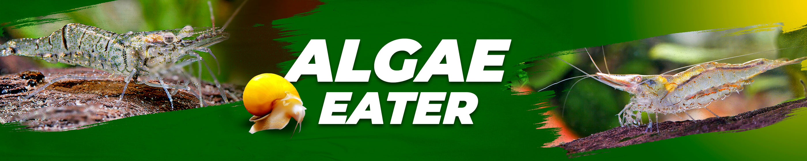 Complete Collection of Algae Eaters for Your Aquarium | Micro Aquatic Shop