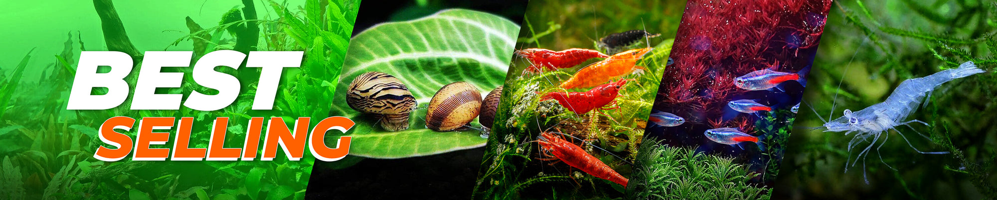 For Beginner – Micro Aquatic Shop