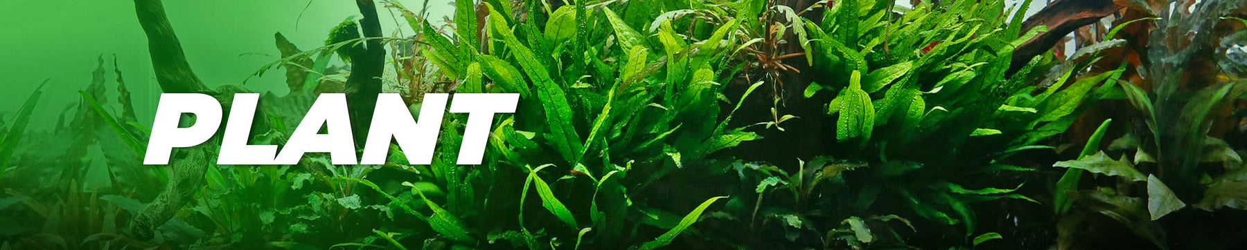 All Plants Collection - Explore a Variety of Aquatic Plants - Micro ...