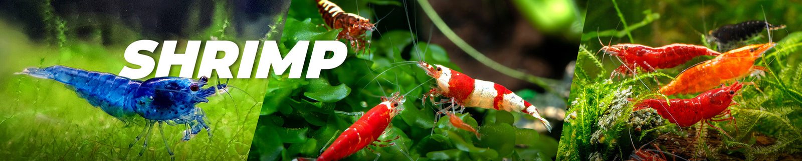 Freshwater Aquarium Shrimp - Shop Online & In-Store Australia | Micro ...