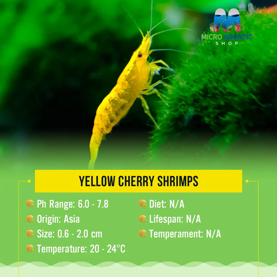 Aquatic Shrimp - Beautiful Shrimp Varieties Available - Micro Aquatic Shop