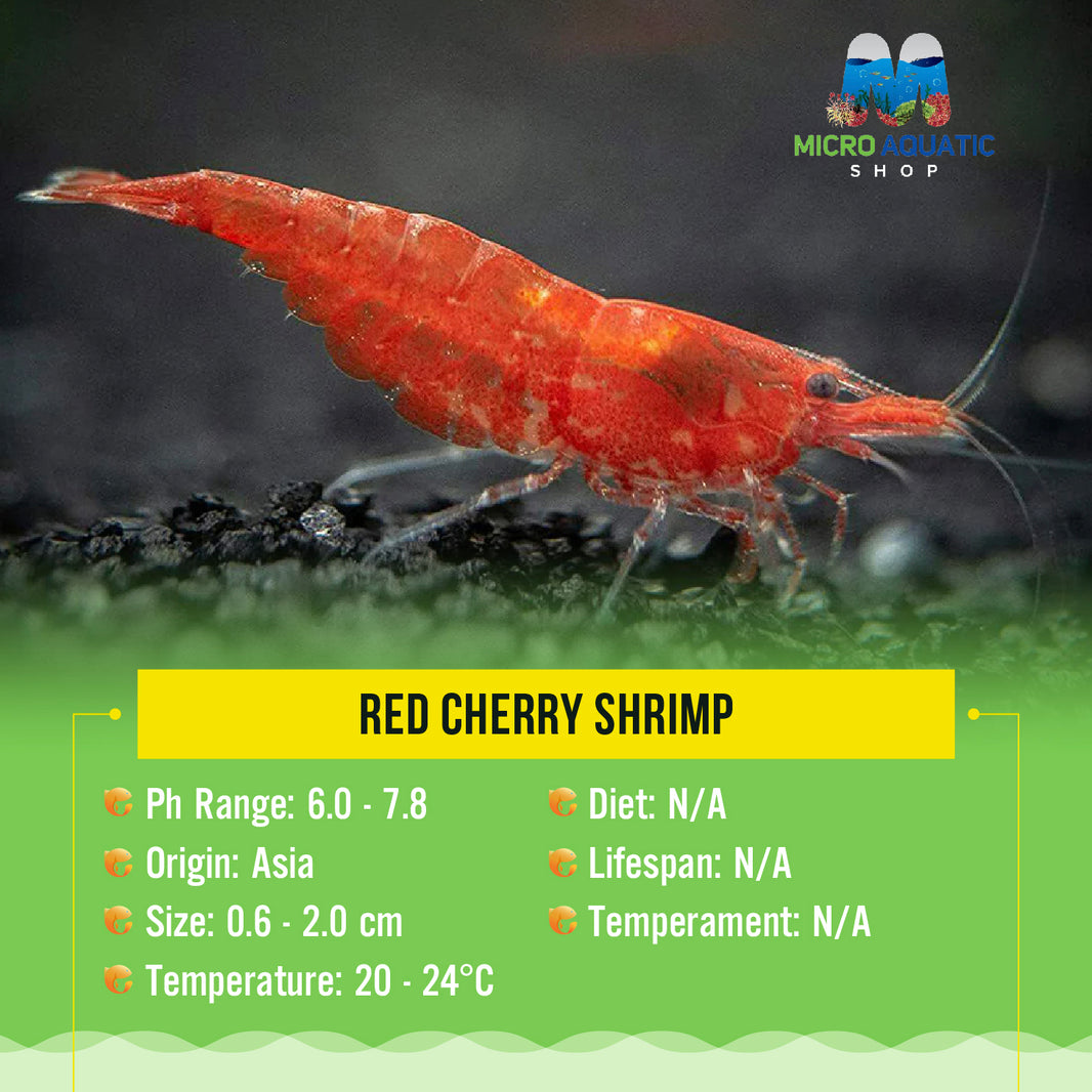 All Shrimp Collection - Comprehensive Shrimp Varieties - Micro Aquatic Shop