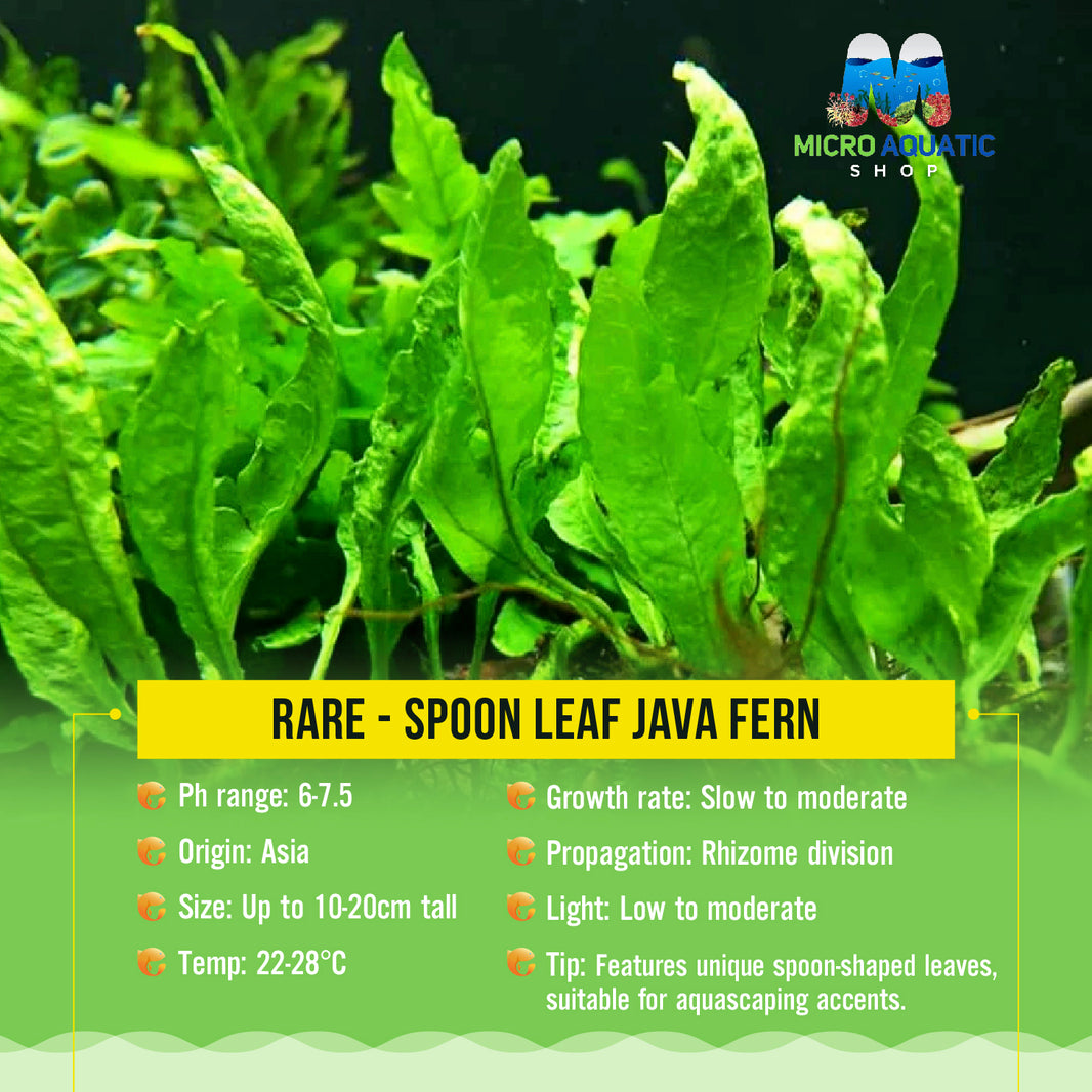 Aquarium Plants Collection - Enhance Your Aquascape - Micro Aquatic Shop