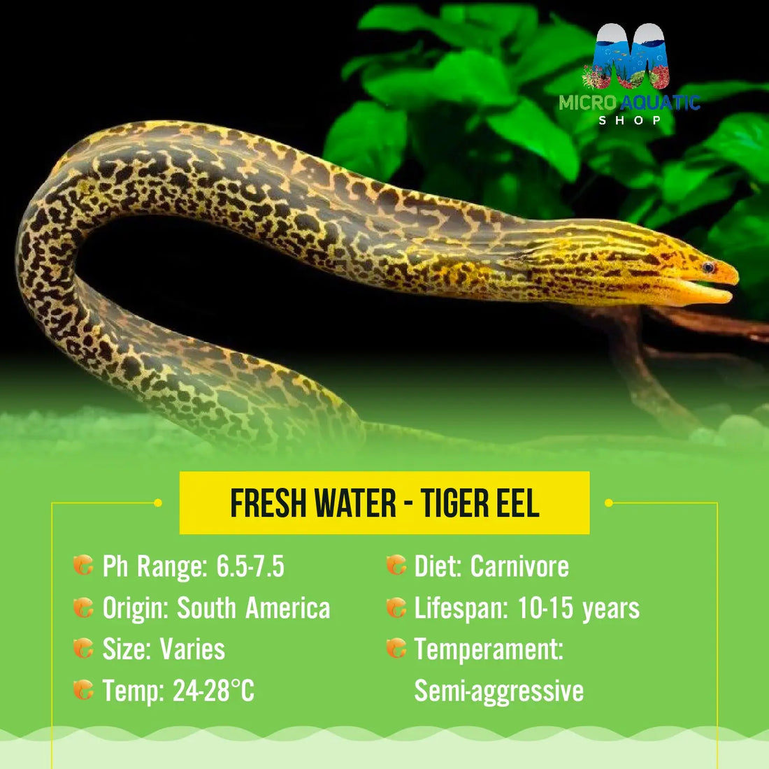 Fresh water - Tiger Eel Show Big – Micro Aquatic Shop