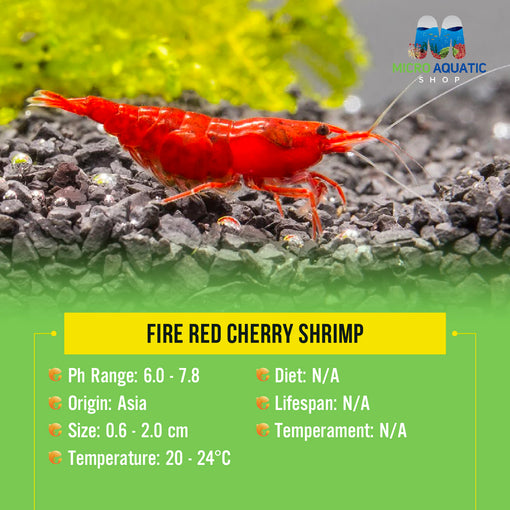 Types Of Aquarium Moss For Aquascaping - Different Aquatic Mosses ...