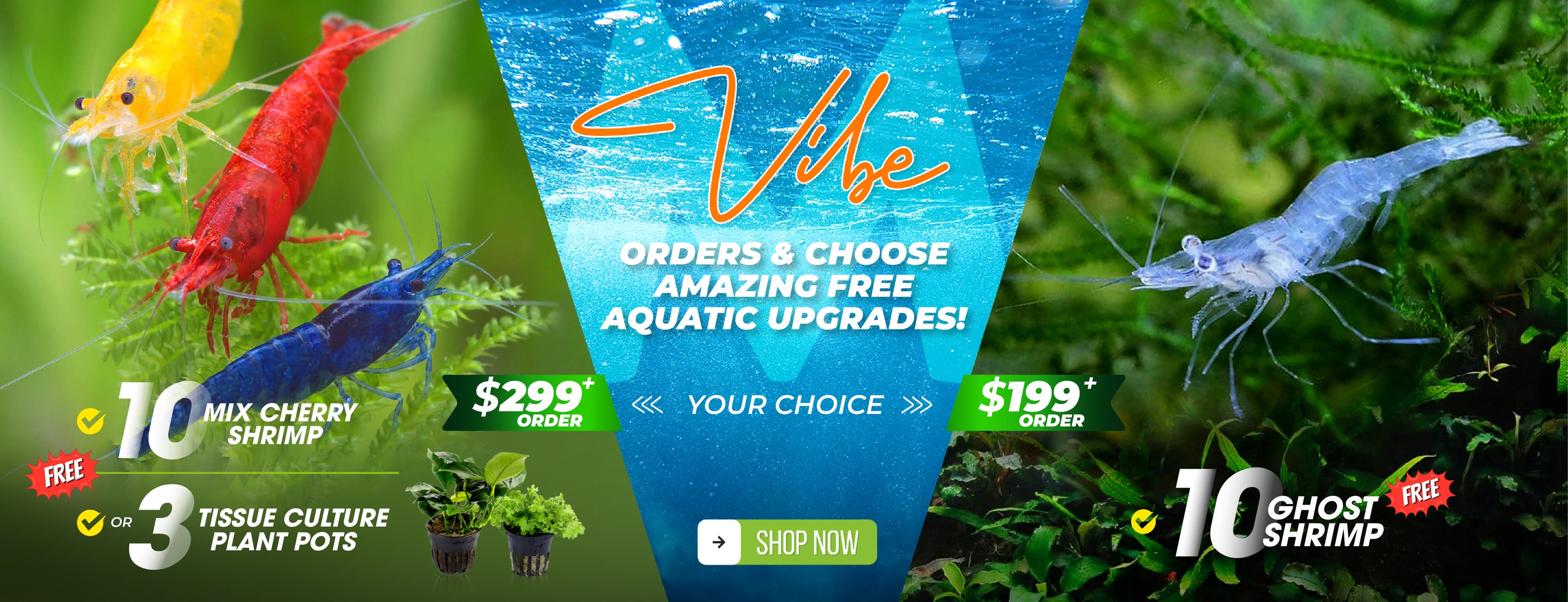 Australian Native Freshwater Fish Species For Aquarium | Micro Aquatic Shop