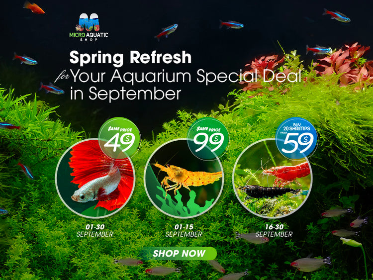 Aquarium Supplies Online Australia | Micro Aquatic Shop