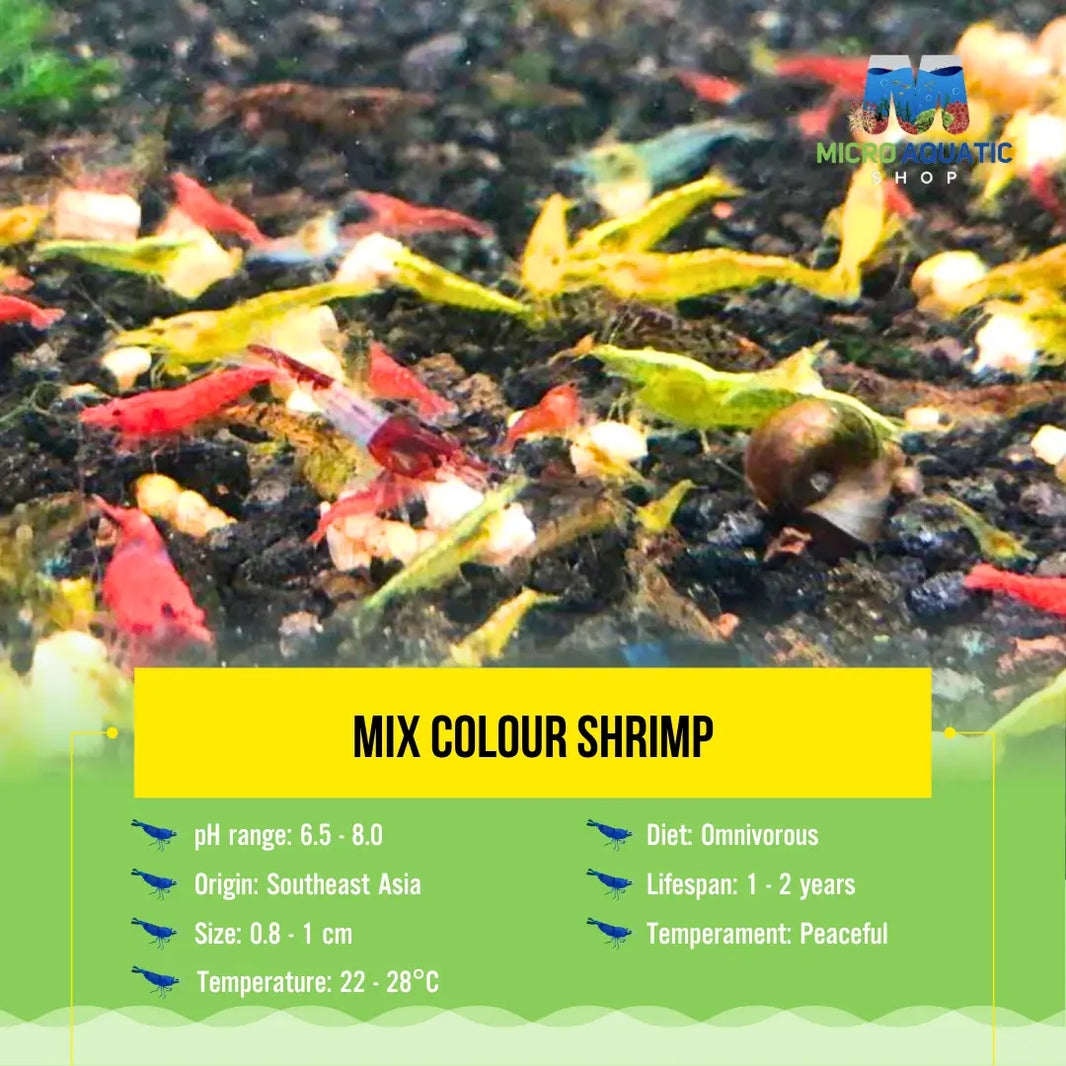 Best Freshwater Shrimp - Shop Online & In-Store Australia | Micro ...