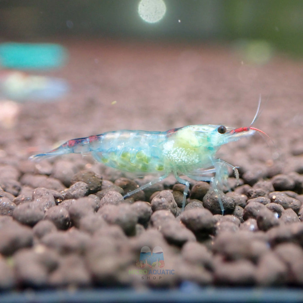 Blue Rili Shrimp - Beautiful Freshwater Shrimp for Aquascaping – Micro ...