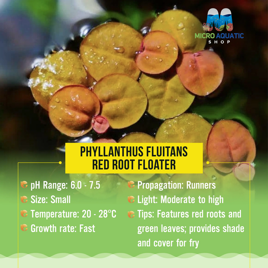 Phyllanthus Fluitans, Red Root Floater Plant for Aquarium or Tank ...