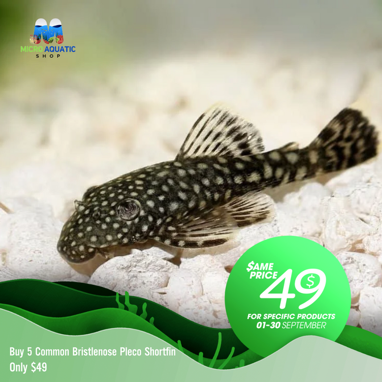 Bottom Feeder Options - Keep Your Tank Clean and Balanced - Micro ...