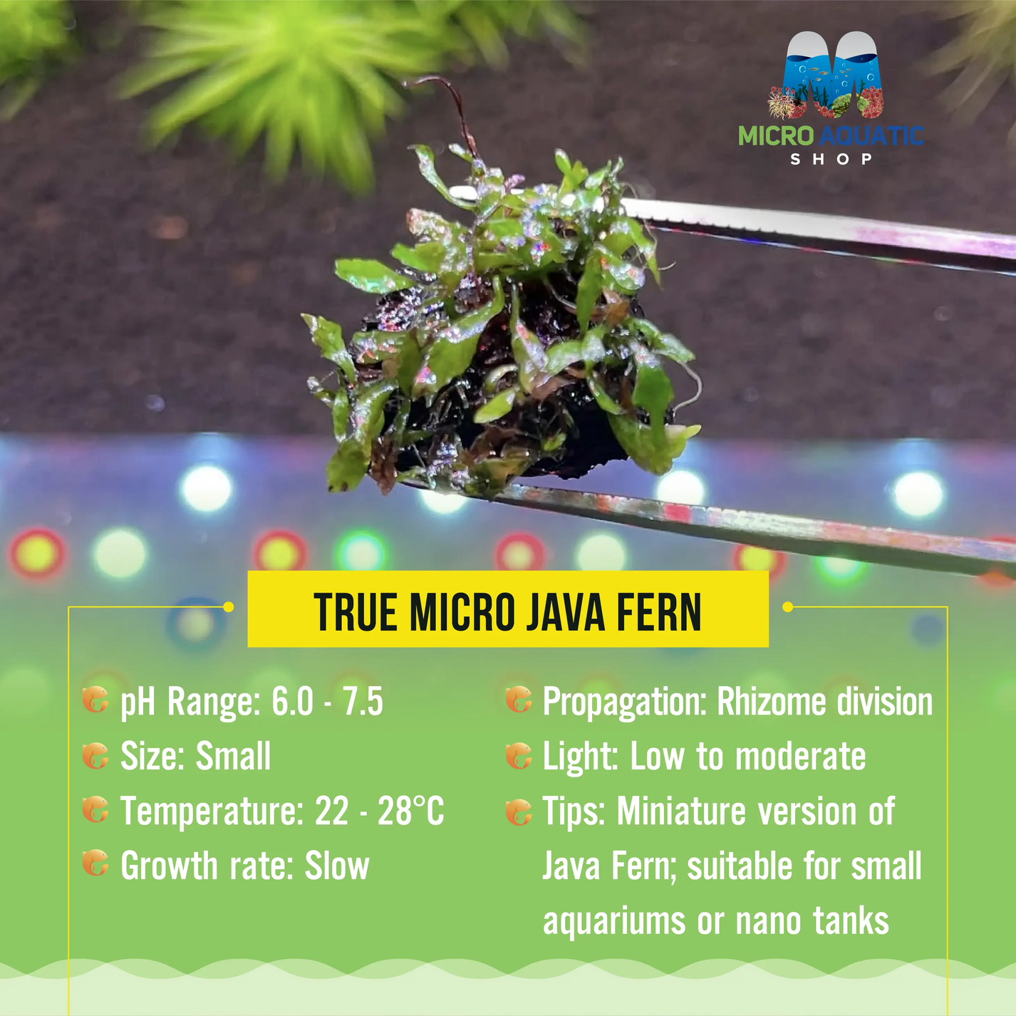 True Micro Java Fern – Micro Aquatic Shop