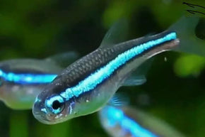 Aquatic Fish – Micro Aquatic Shop