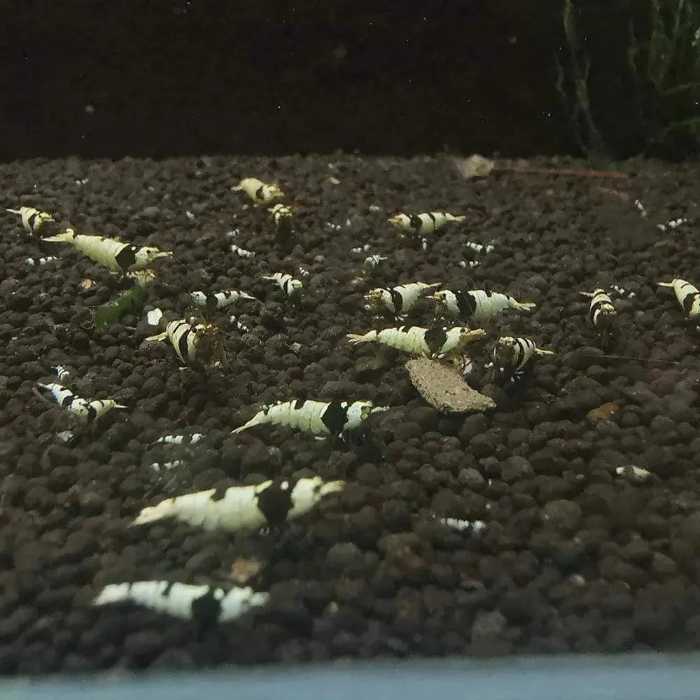 Pure Black Line Shrimp – Micro Aquatic Shop