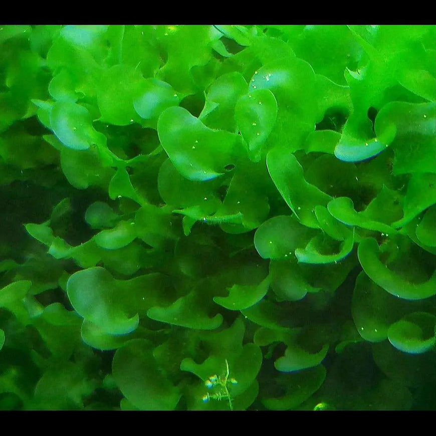 Moss (*) – Micro Aquatic Shop